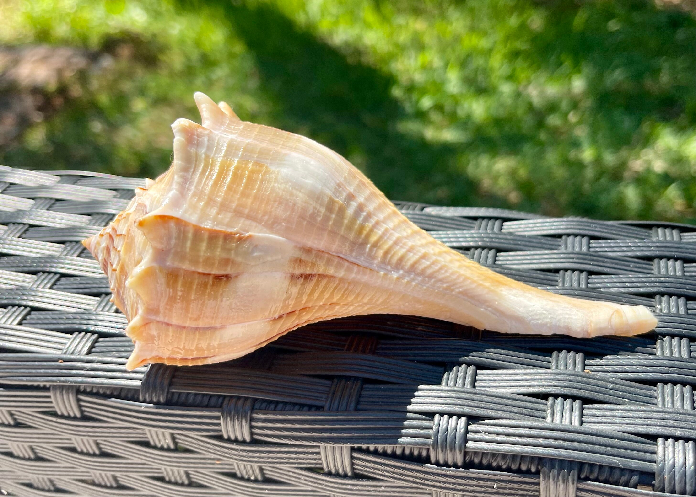 6 Inch Florida Lightning Whelk - Etsy