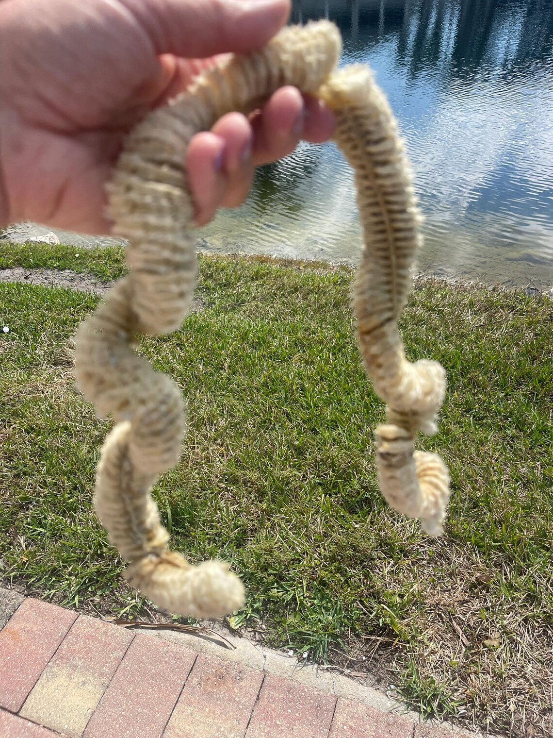 Florida Whelk Egg Casing - Etsy