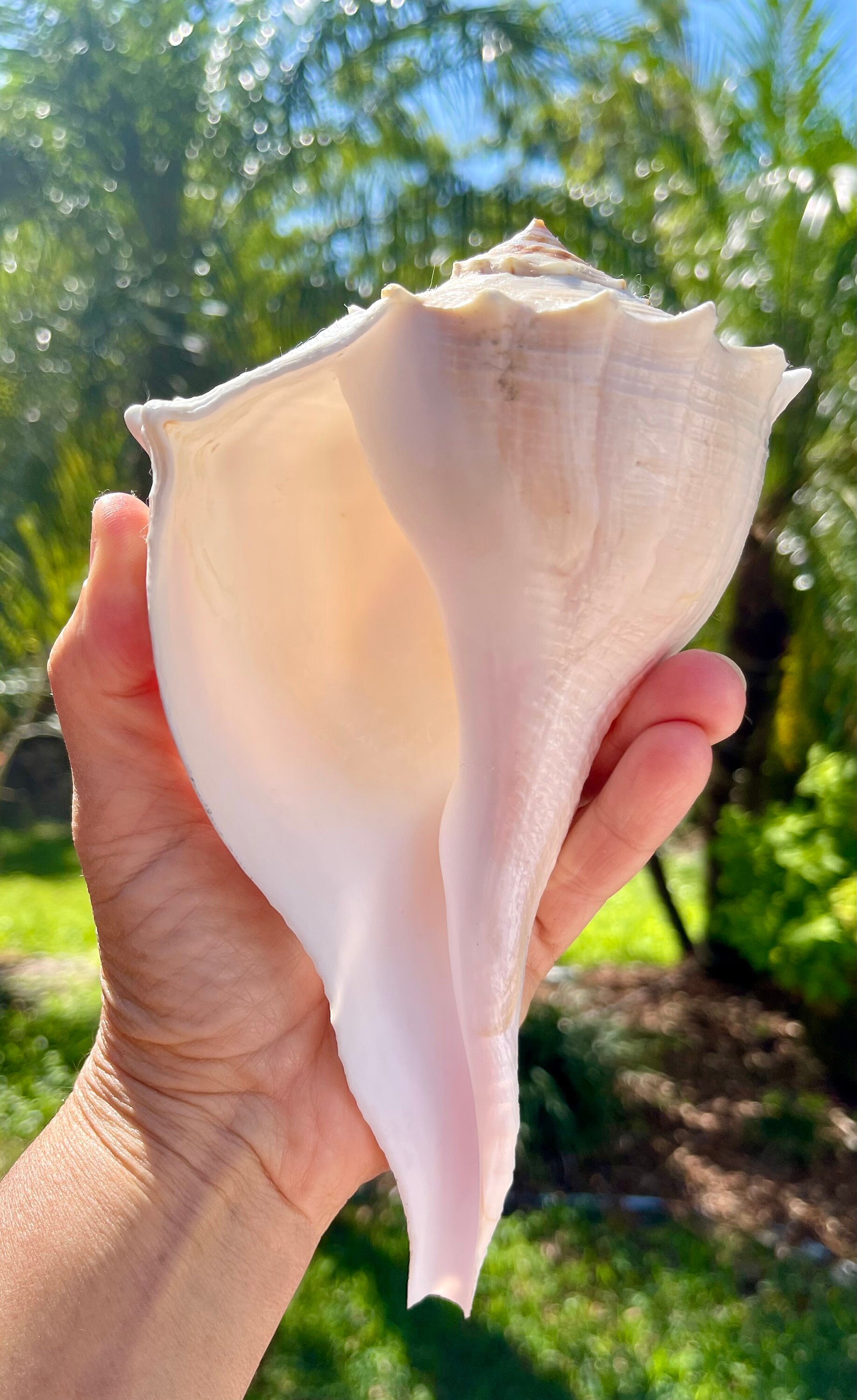 8 1/2 Inch Florida Lightning Whelk - Etsy
