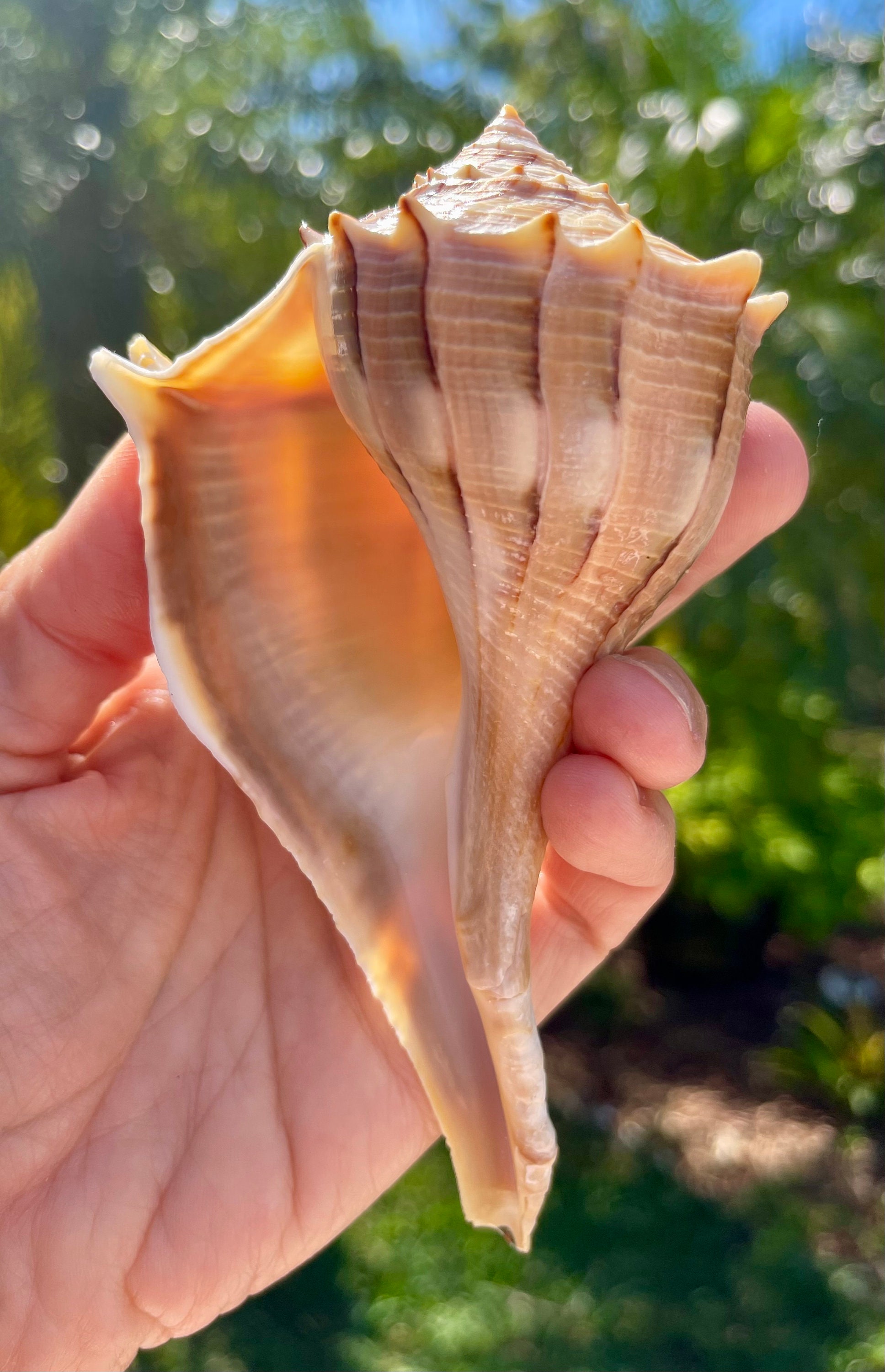 6 Inch Florida Lightning Whelk - Etsy