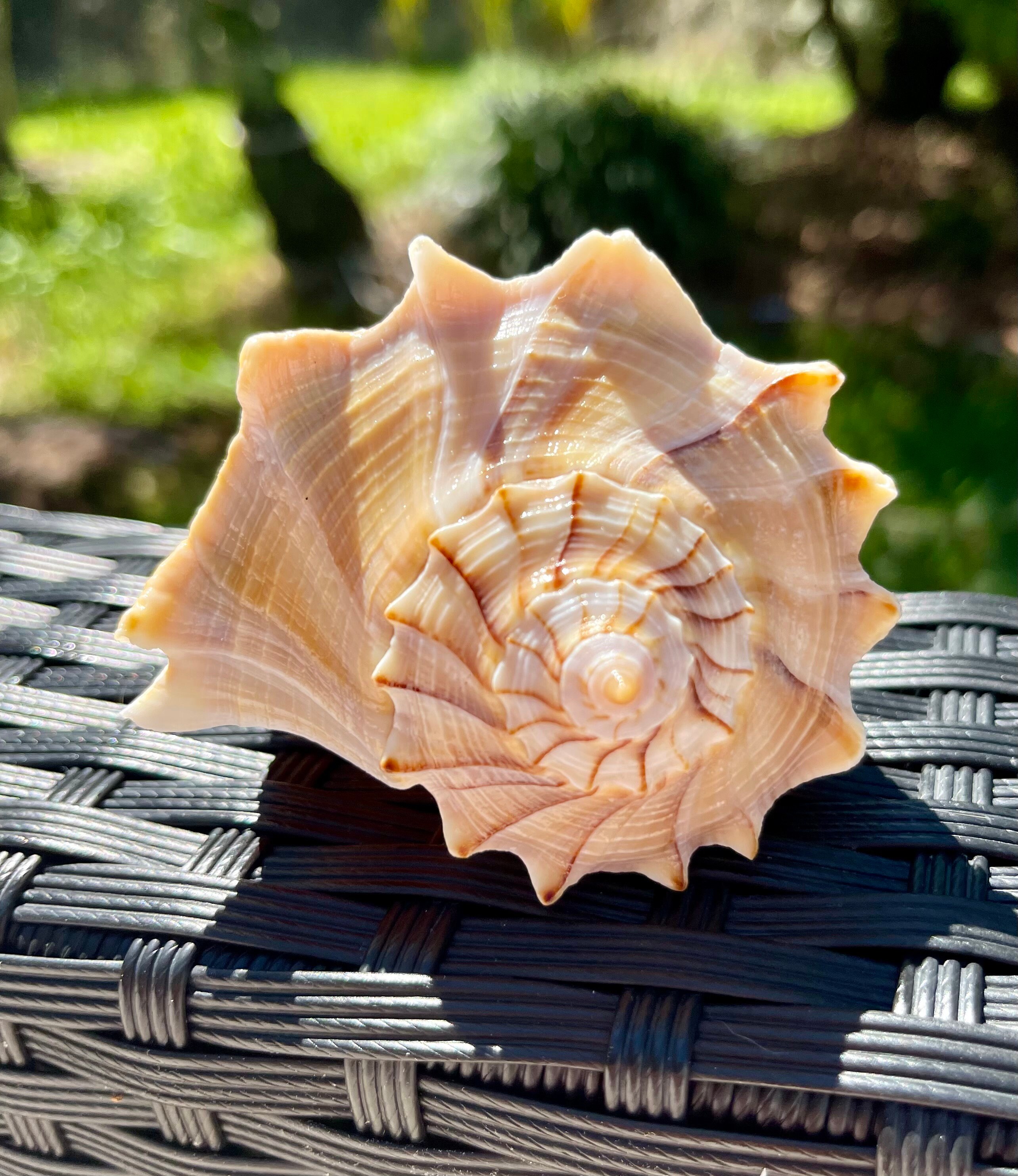 6 Inch Florida Lightning Whelk - Etsy