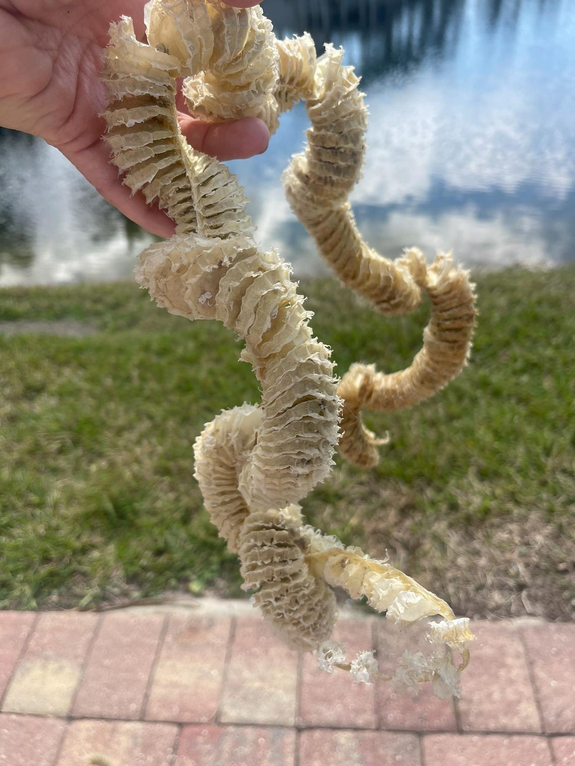 Florida Whelk Egg Casing - Etsy