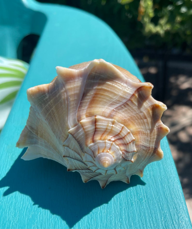 6 Inch Florida Lightning Whelk - Etsy