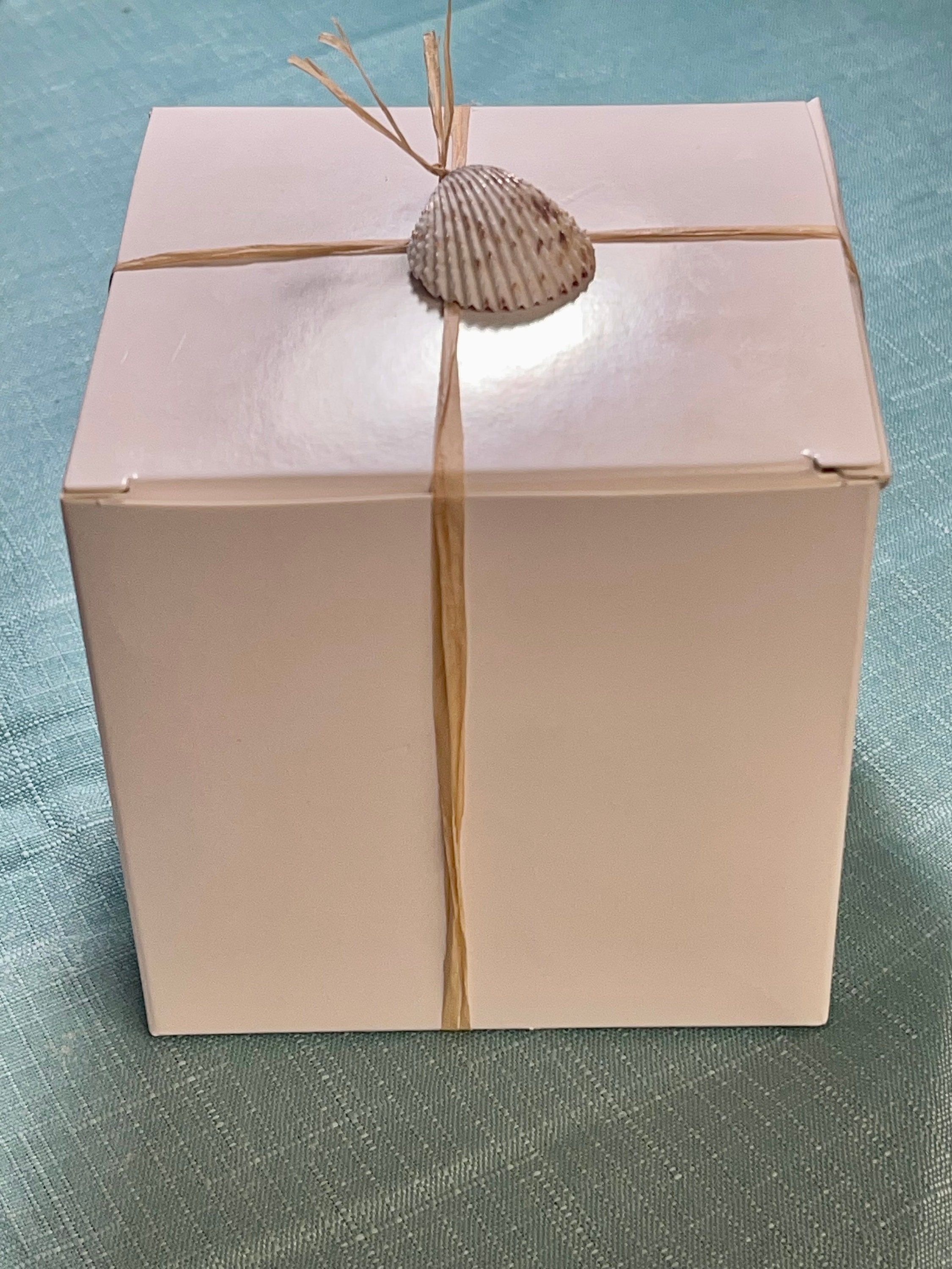 25 Piece Set of SW Florida Seashells - Etsy