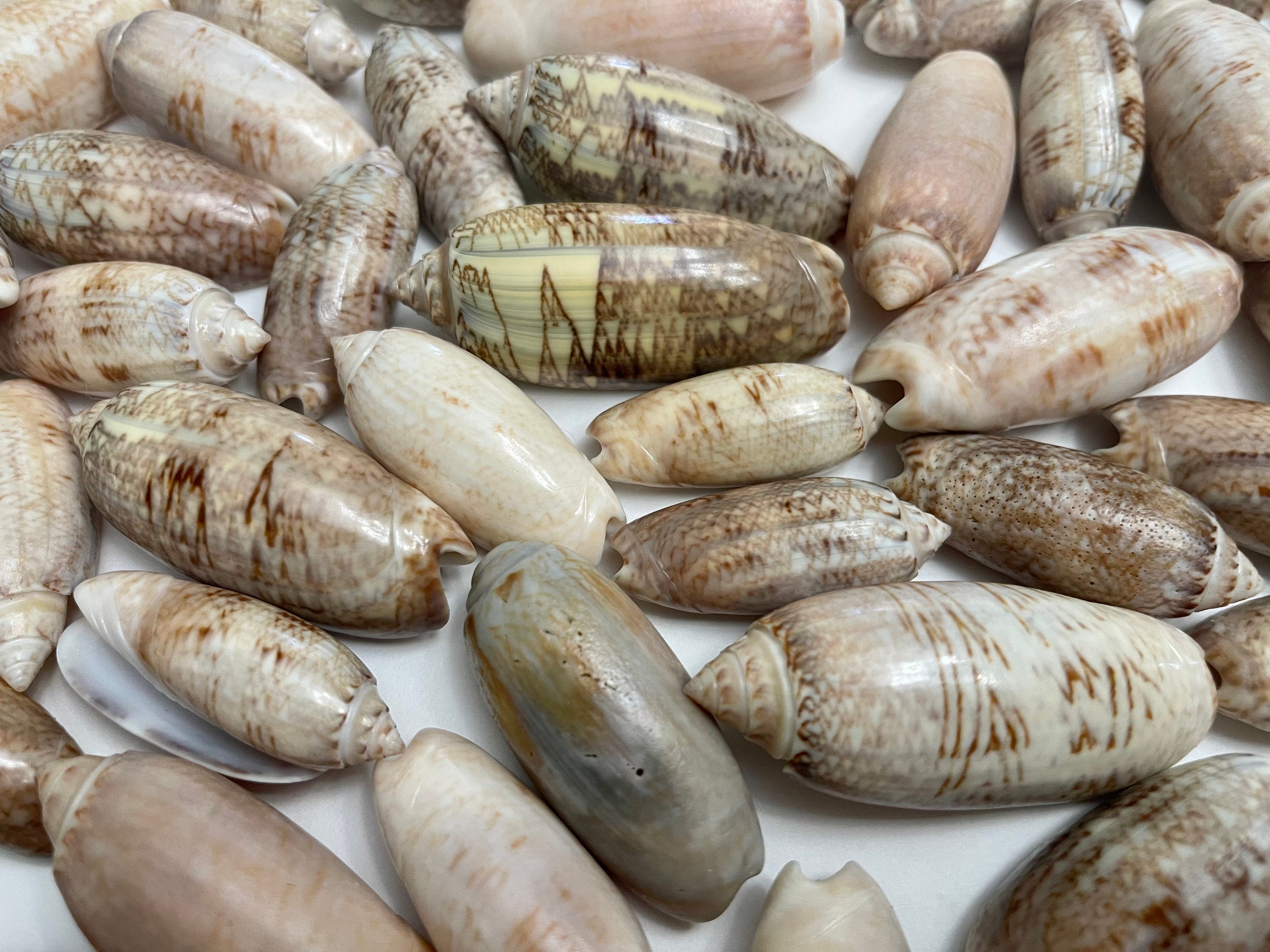 15 SW Florida Lettered Olive Seashells - Etsy