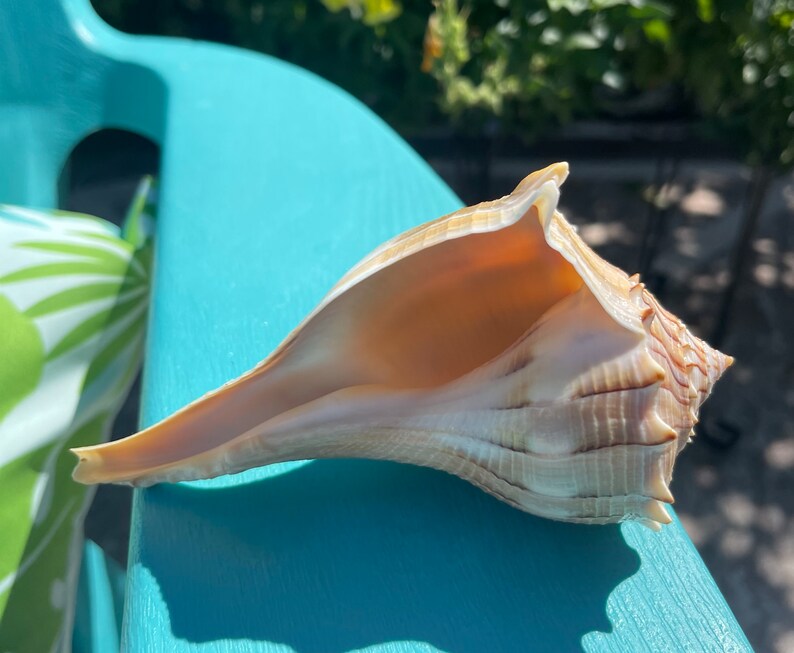 6 Inch Florida Lightning Whelk - Etsy