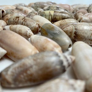 15 SW Florida Lettered Olive Seashells - Etsy