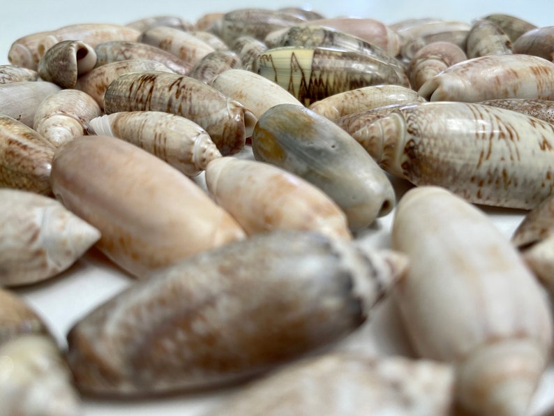 15 SW Florida Lettered Olive Seashells - Etsy