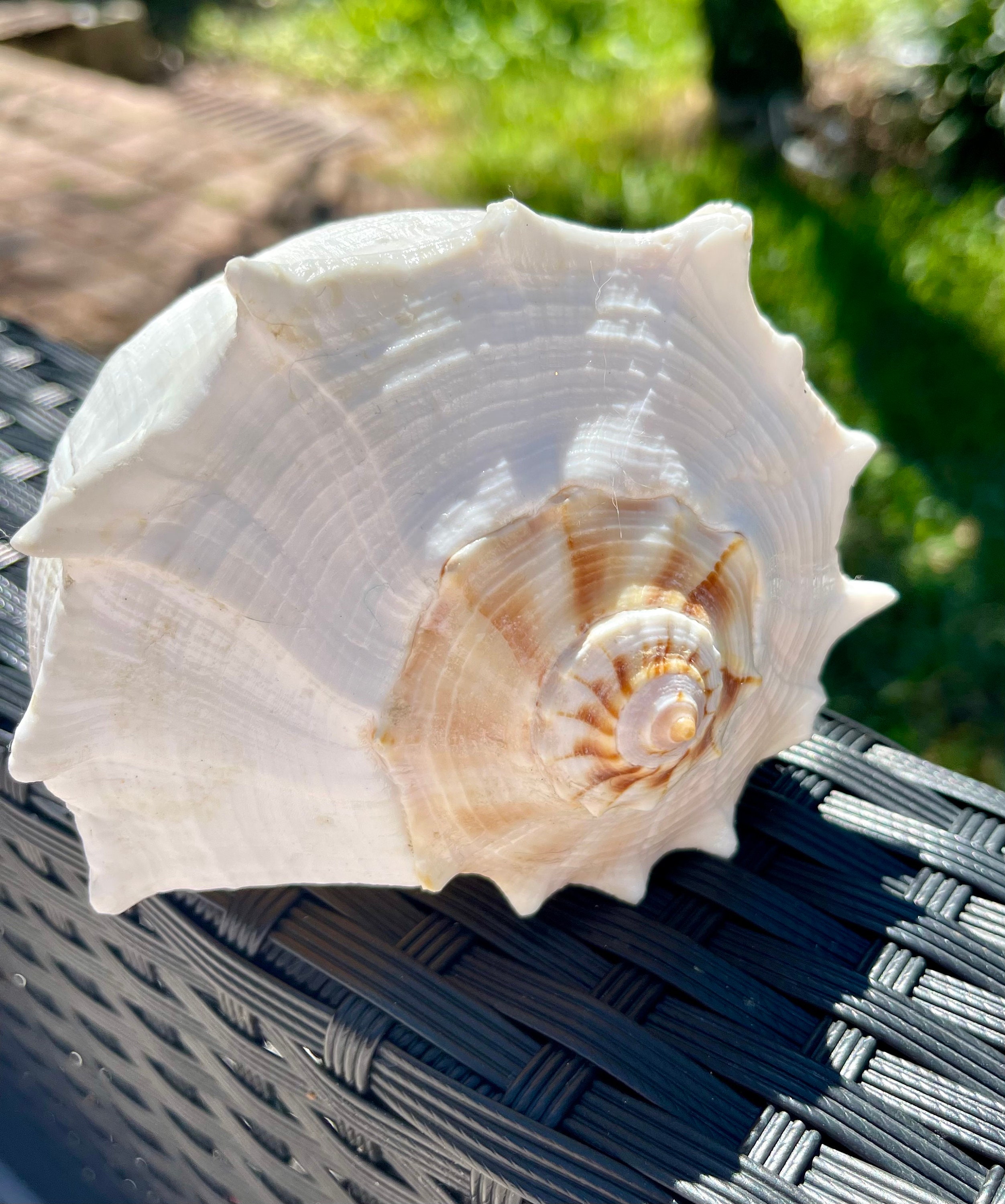 8 1/2 Inch Florida Lightning Whelk - Etsy