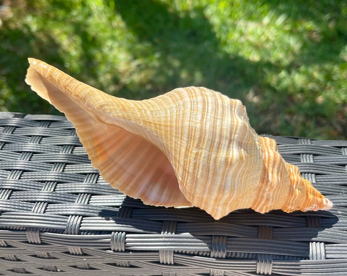 7 1/4 Long Inch Florida Horse Conch - Etsy