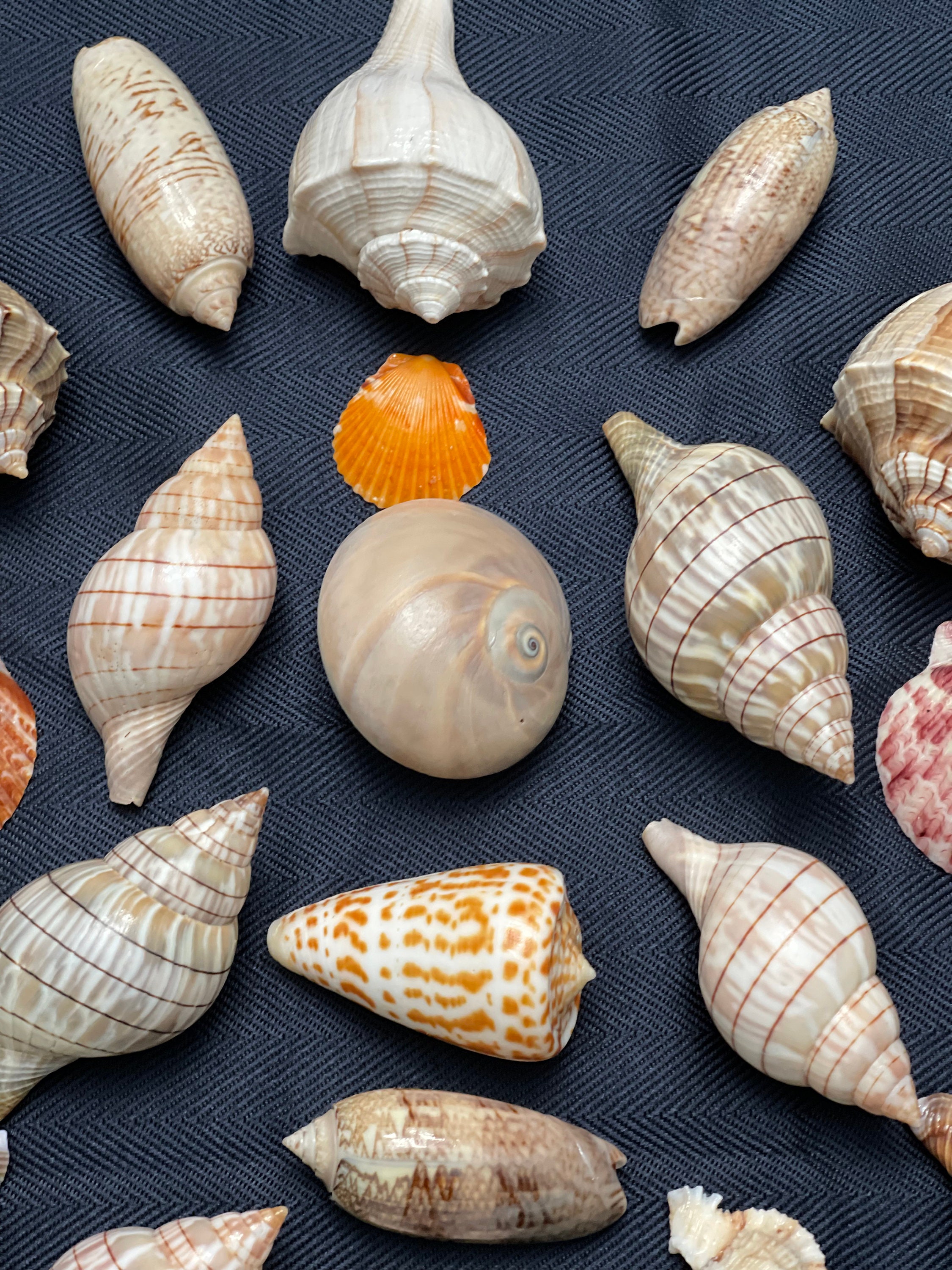 25 Piece Set of SW Florida Seashells - Etsy