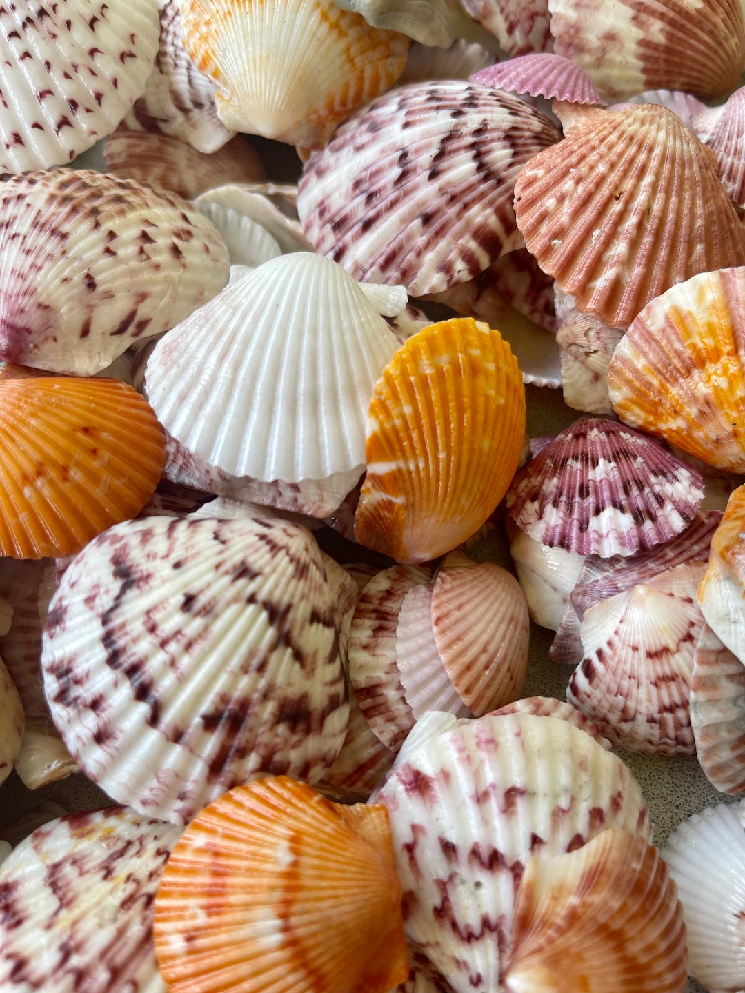 30 Southwest Florida Scallop Seashells - Etsy