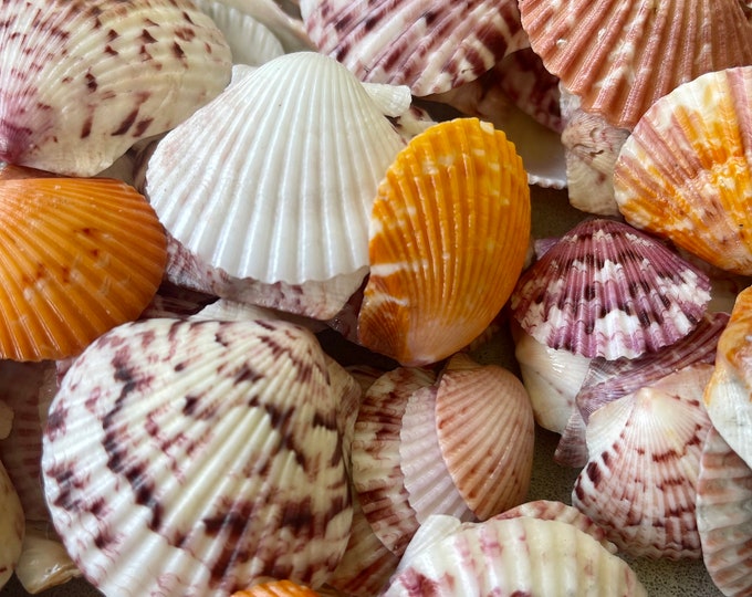 30 Southwest Florida Scallop Seashells - Etsy