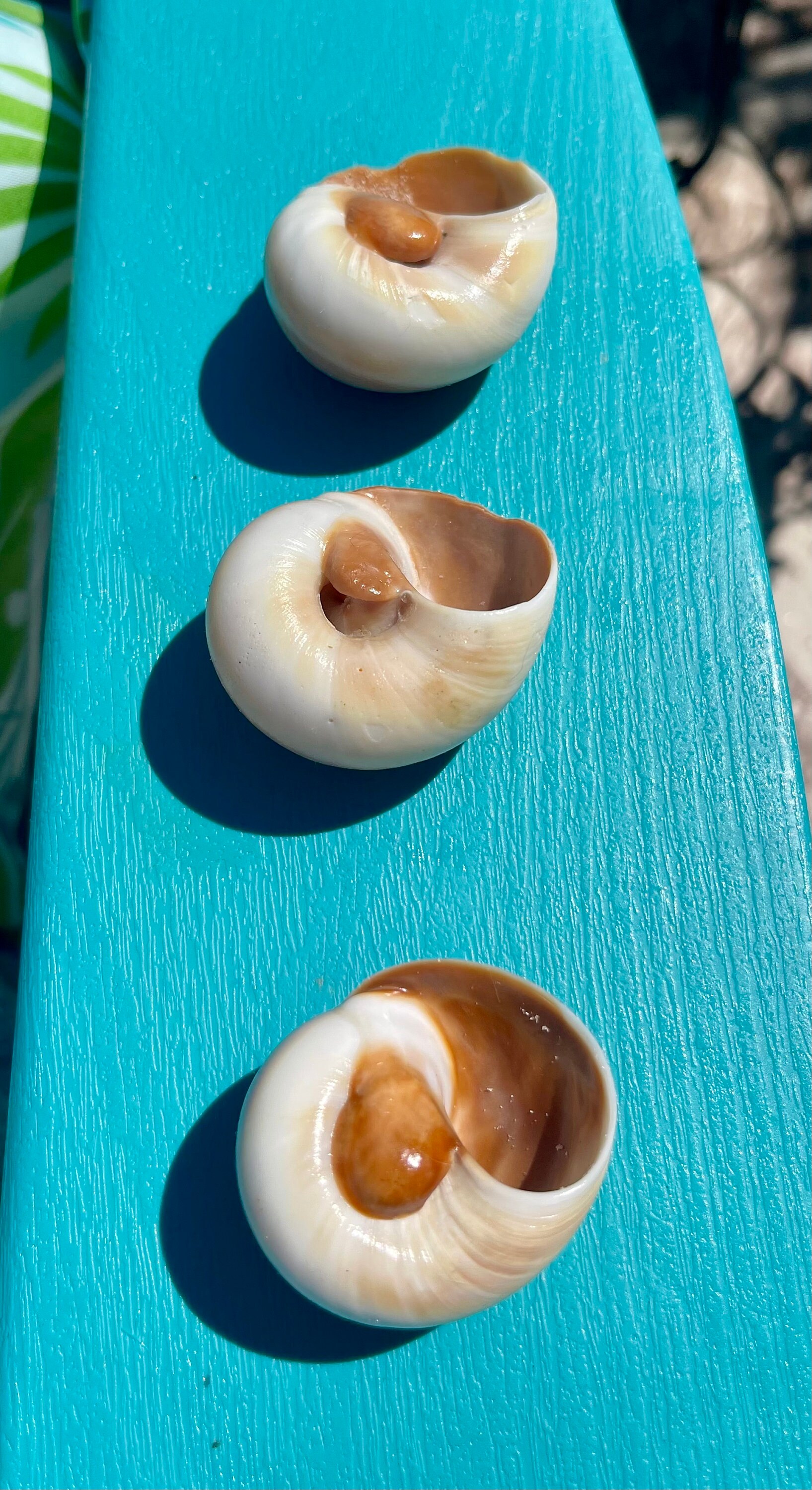3 Large Florida Moon-snails shark Eye - Etsy