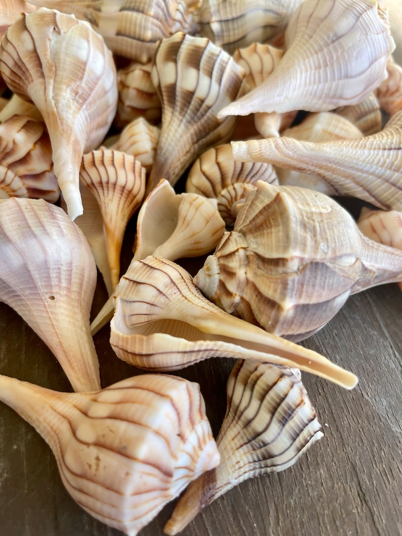 10 SW Florida Lightning Whelks - Etsy