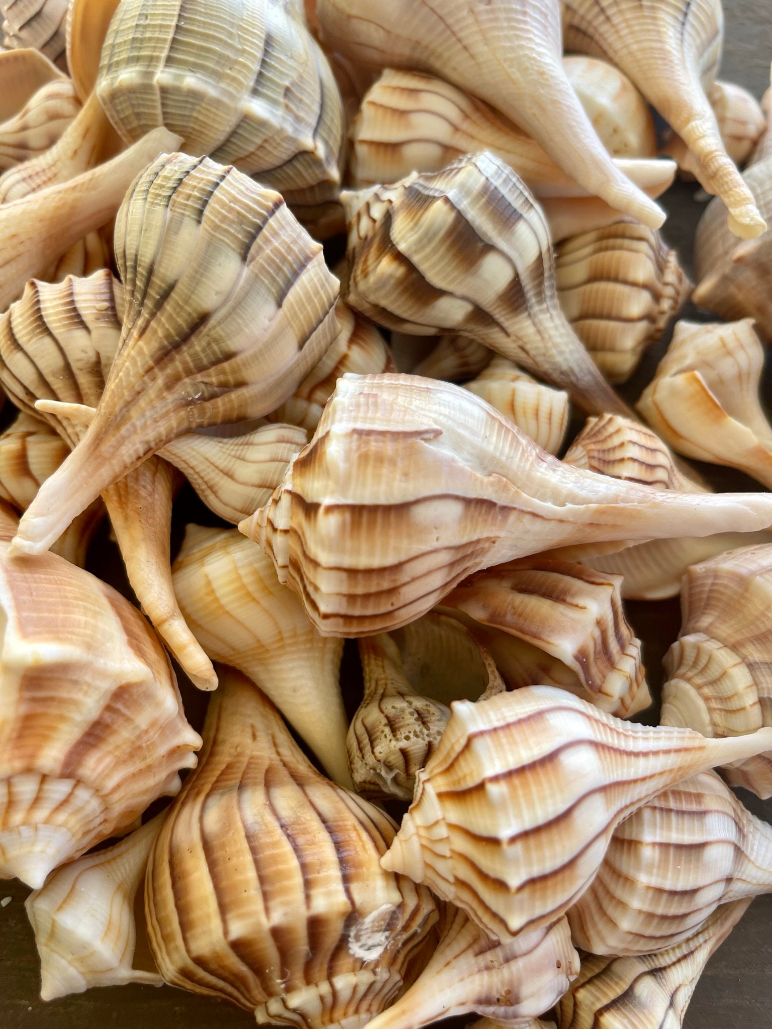 10 SW Florida Lightning Whelks - Etsy