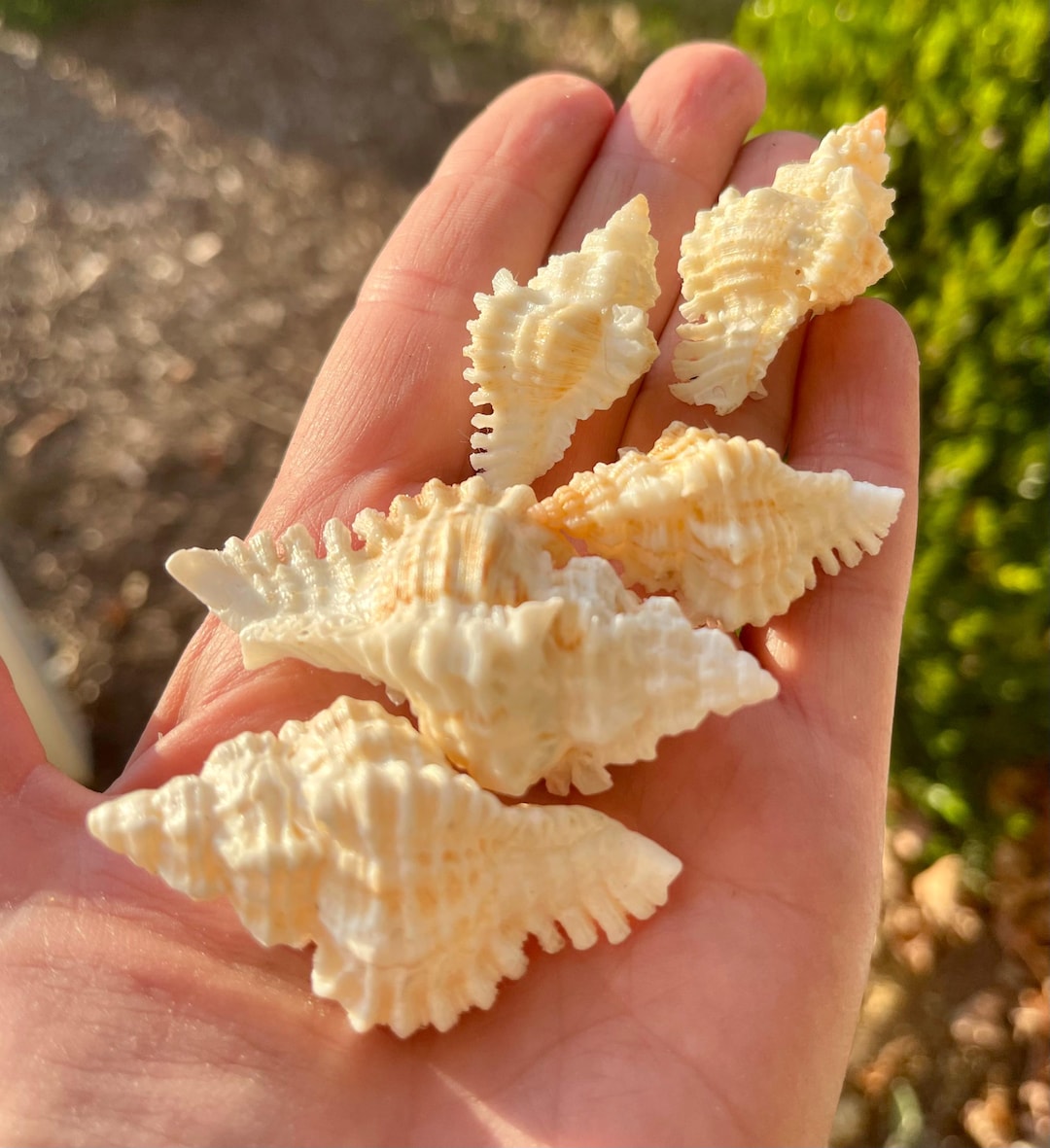 5 SW Florida Lace Murex Shells - Etsy