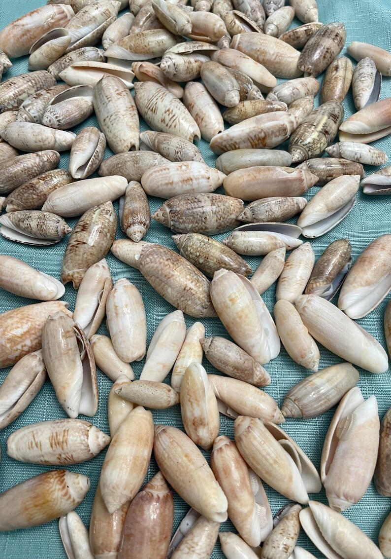 15 SW Florida Lettered Olive Seashells - Etsy