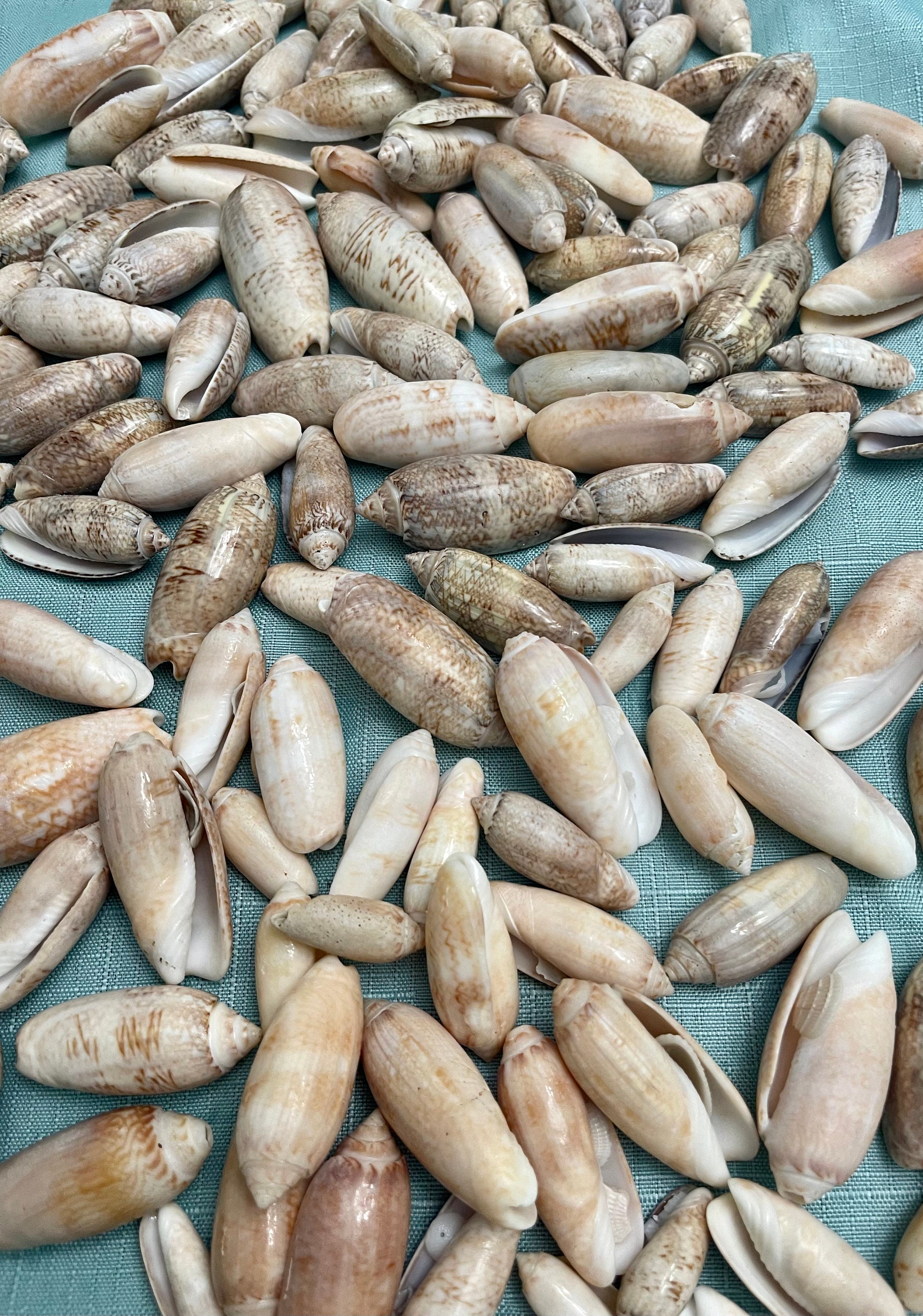 15 SW Florida Lettered Olive Seashells - Etsy