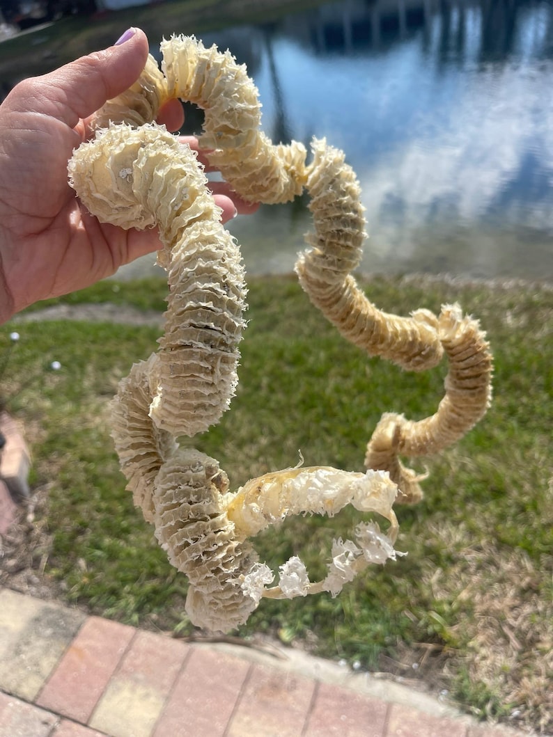 Florida Whelk Egg Casing - Etsy