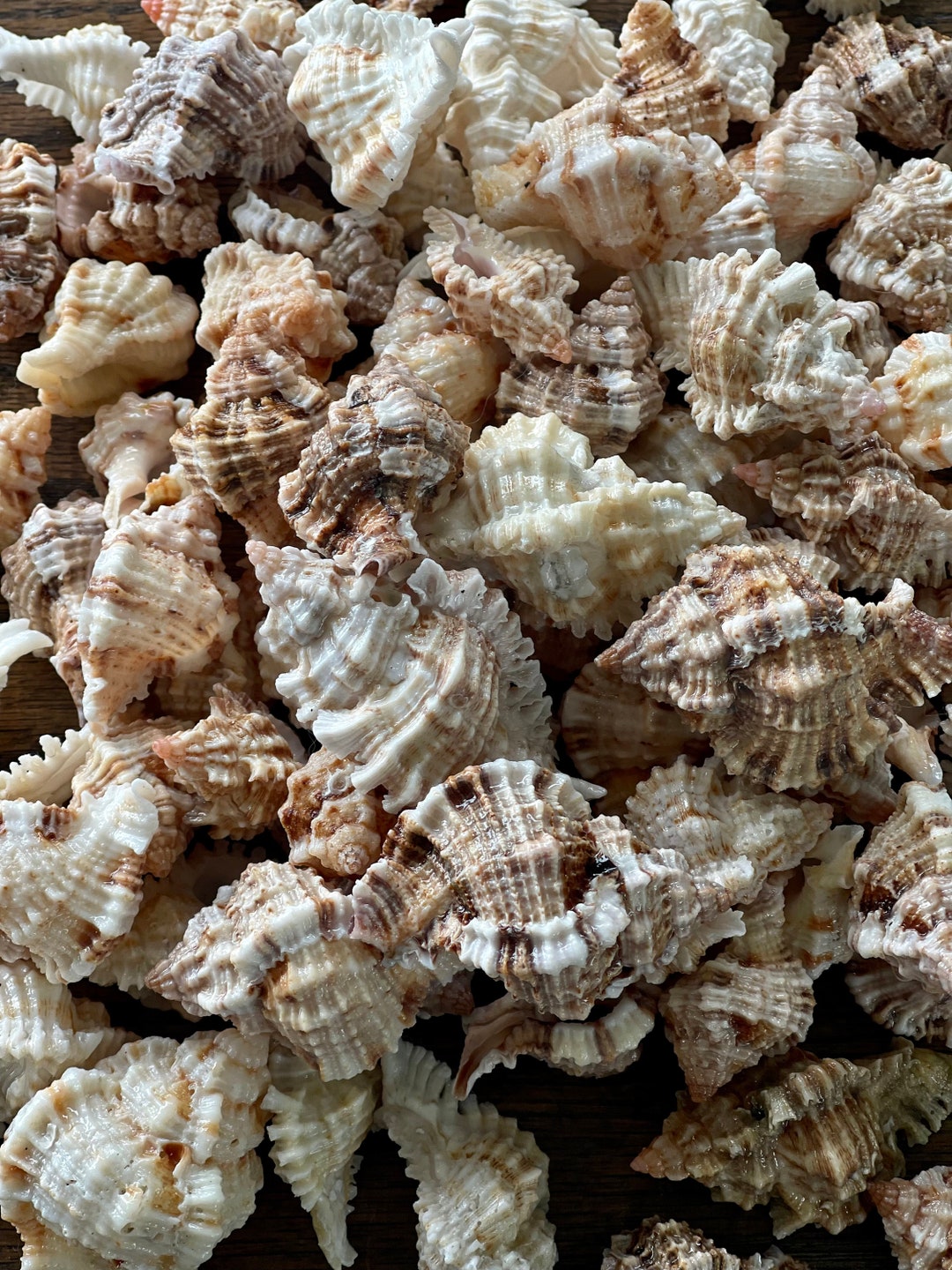 10 Assorted Murex Seashells From Southwest Florida - Etsy