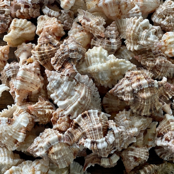 Murex Shell - Etsy