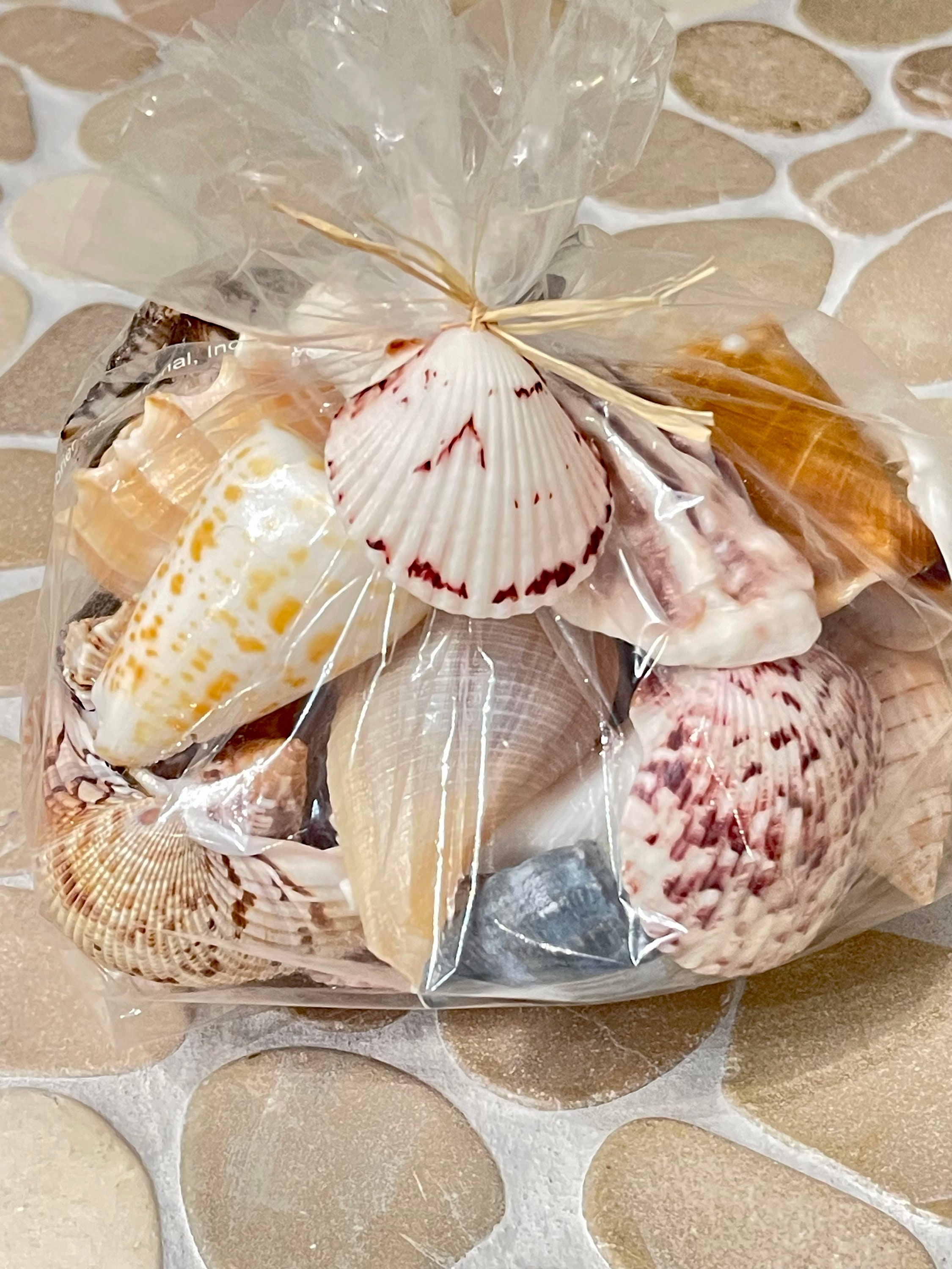 25 Piece Set of SW Florida Seashells - Etsy