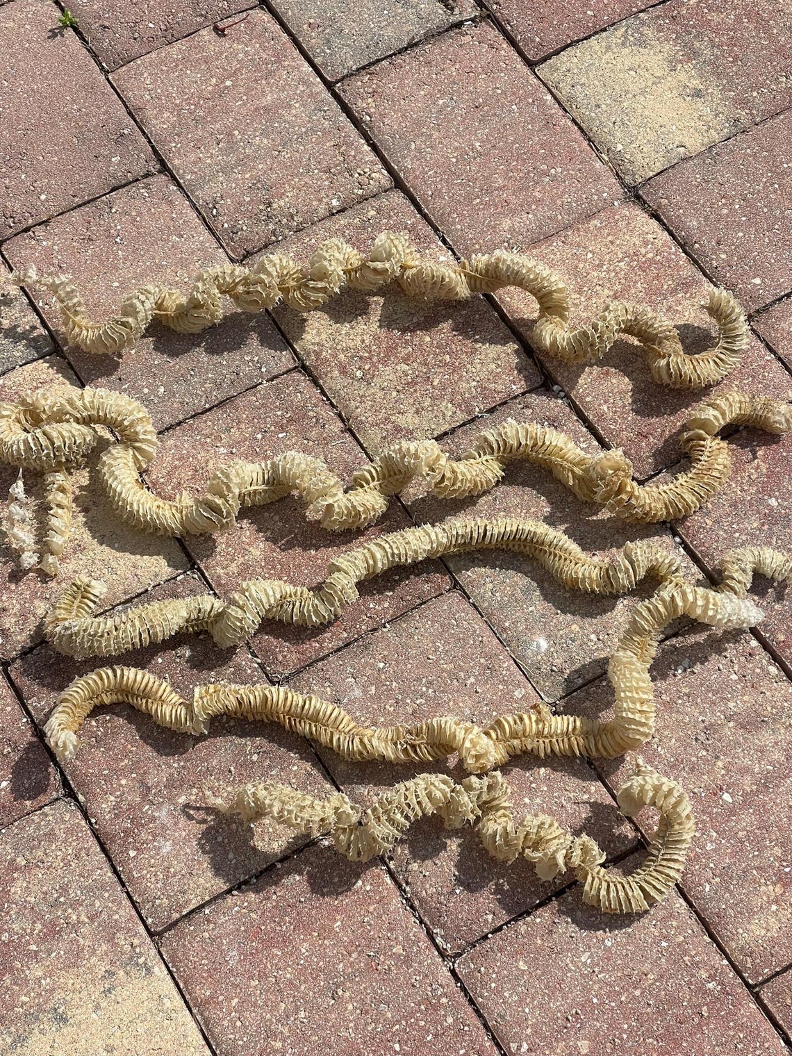 Florida Whelk Egg Casing - Etsy