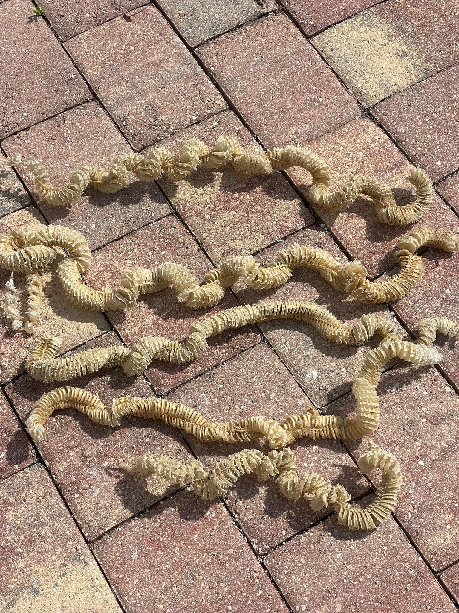 Florida Whelk Egg Casing - Etsy