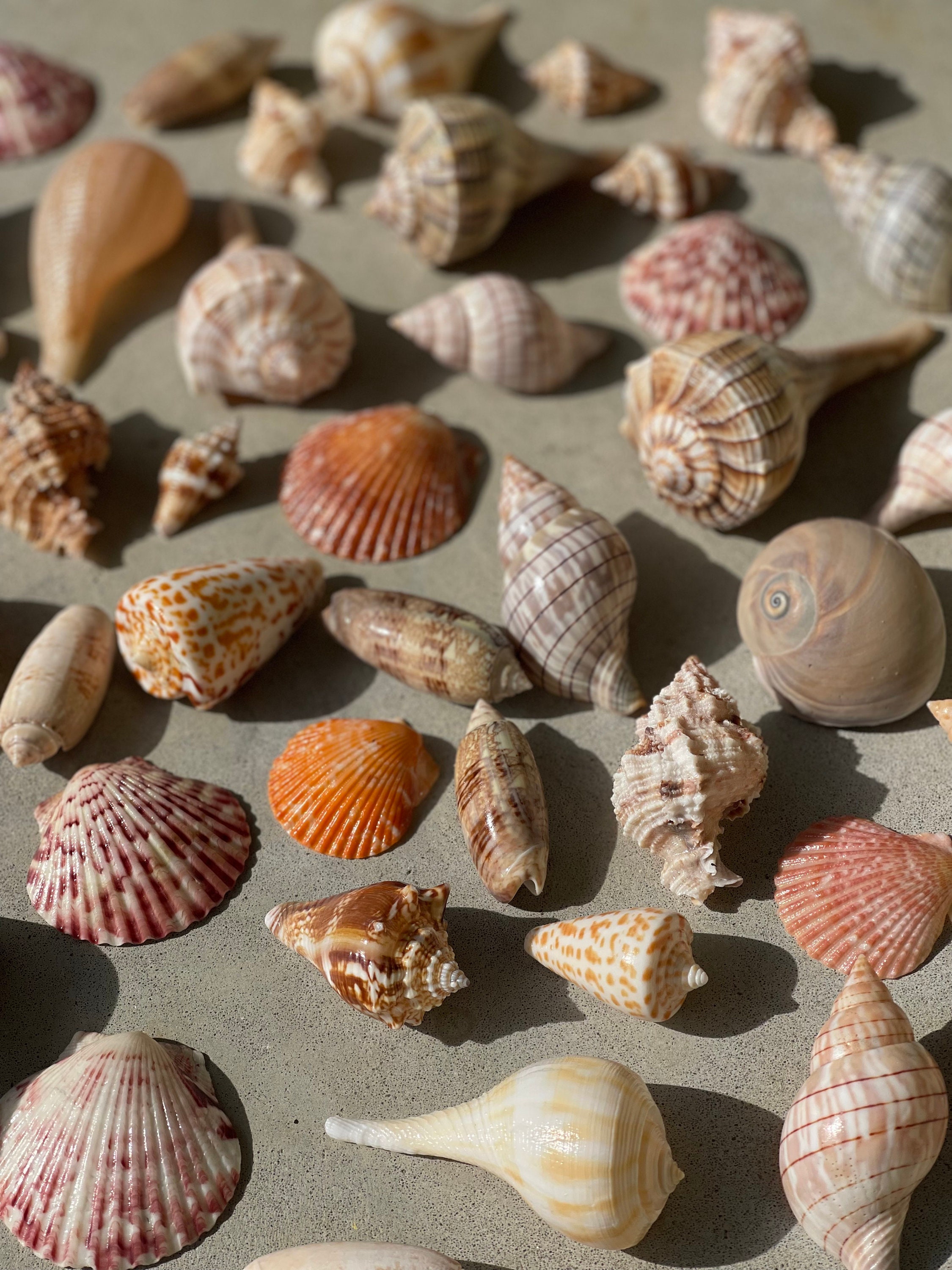 25 Piece Set of SW Florida Seashells - Etsy