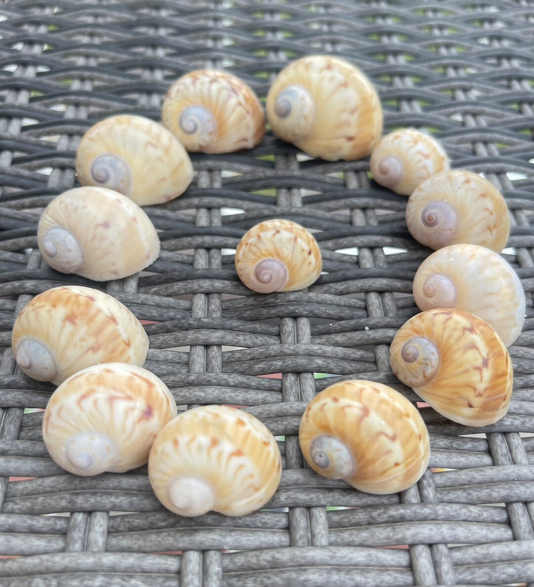 12 Gaudy Natica or Moon Snail From Southwest Florida - Etsy