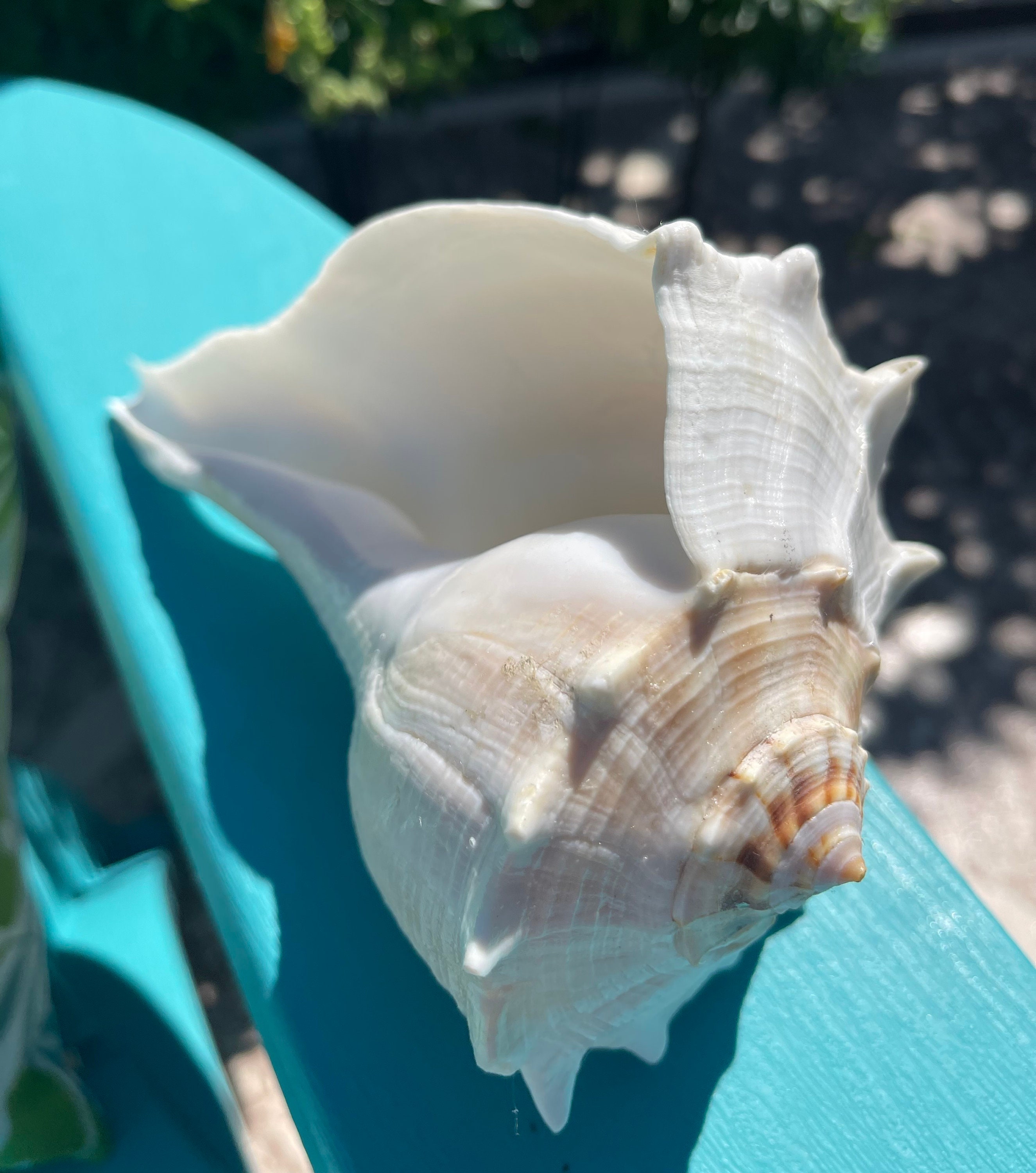 8 1/2 Inch Florida Lightning Whelk - Etsy
