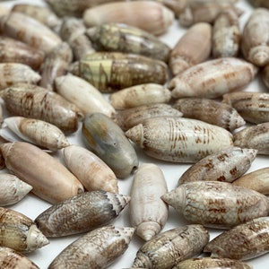 15 SW Florida Lettered Olive Seashells - Etsy