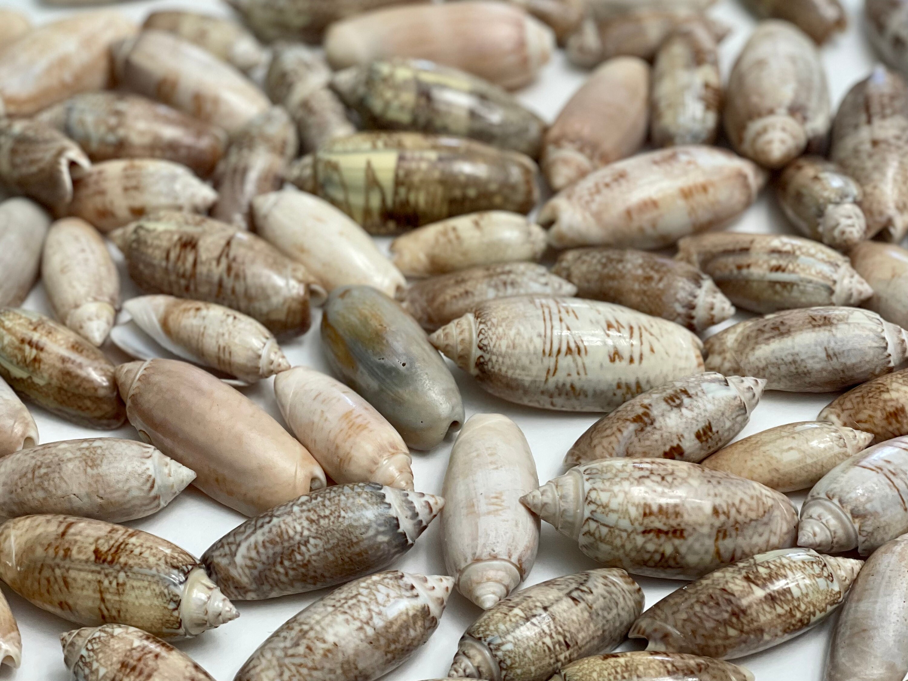 15 SW Florida Lettered Olive Seashells - Etsy