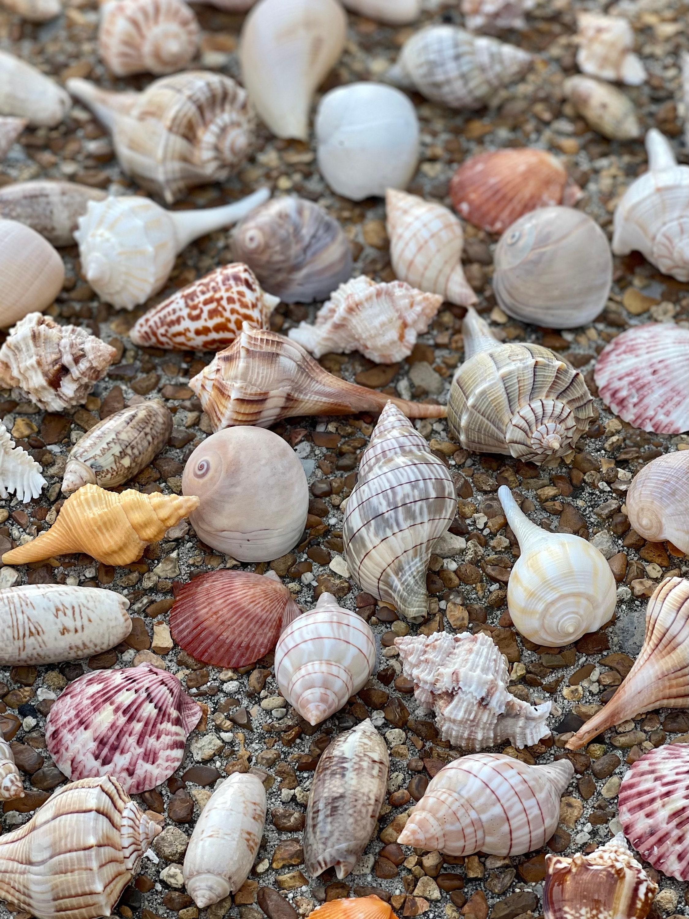 25 Piece Set of SW Florida Seashells - Etsy
