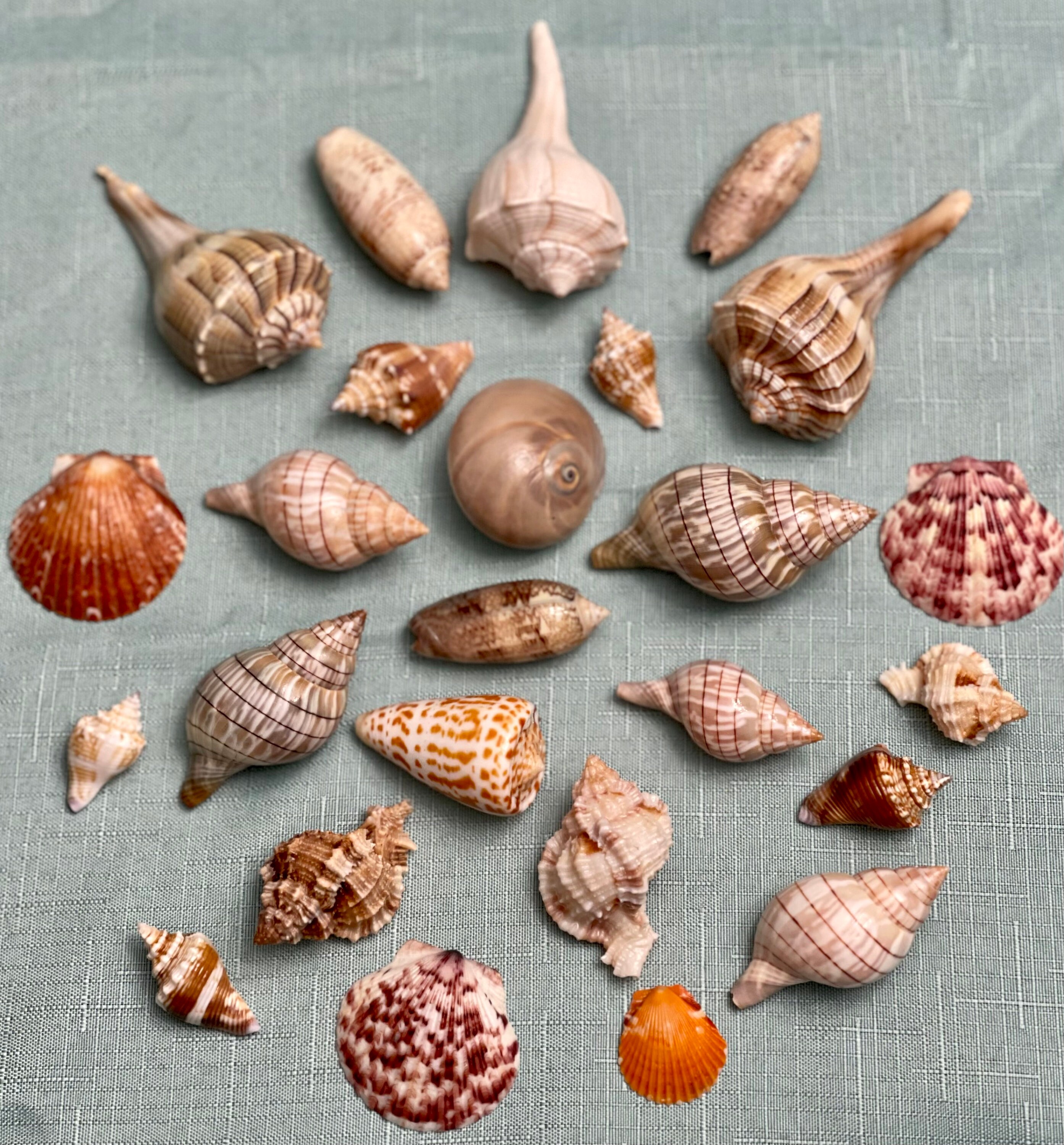 25 Piece Set of SW Florida Seashells - Etsy