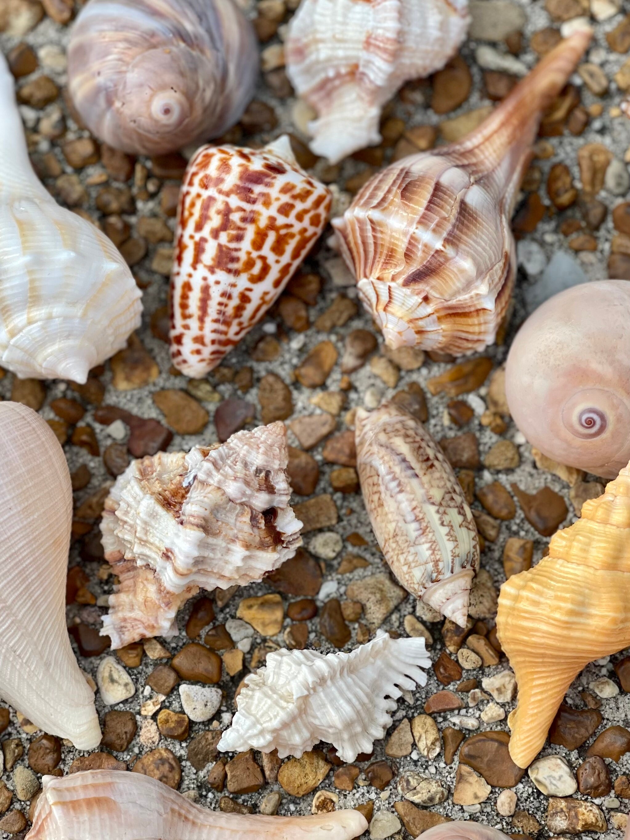 25 Piece Set of SW Florida Seashells - Etsy