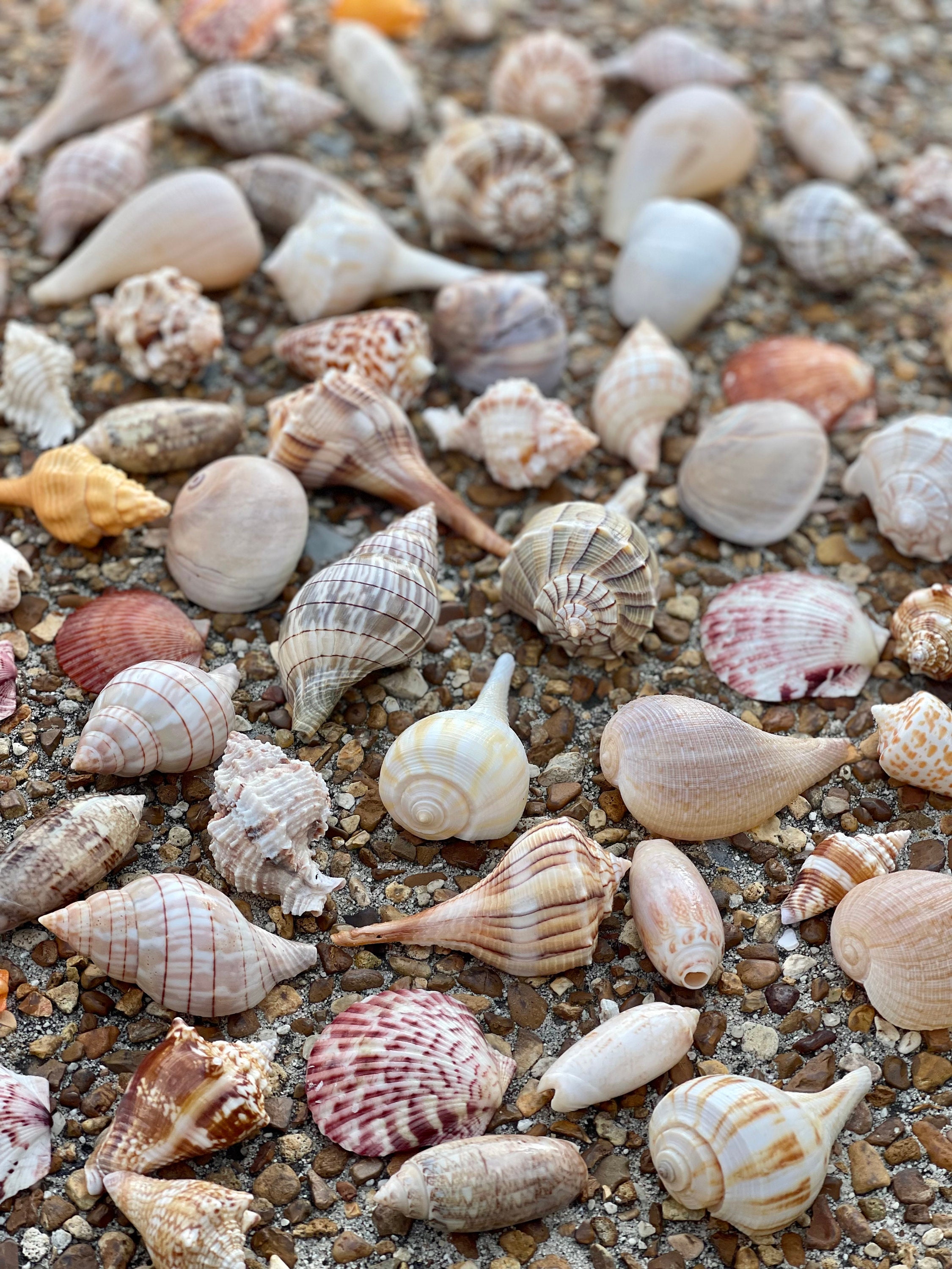 25 Piece Set of SW Florida Seashells - Etsy