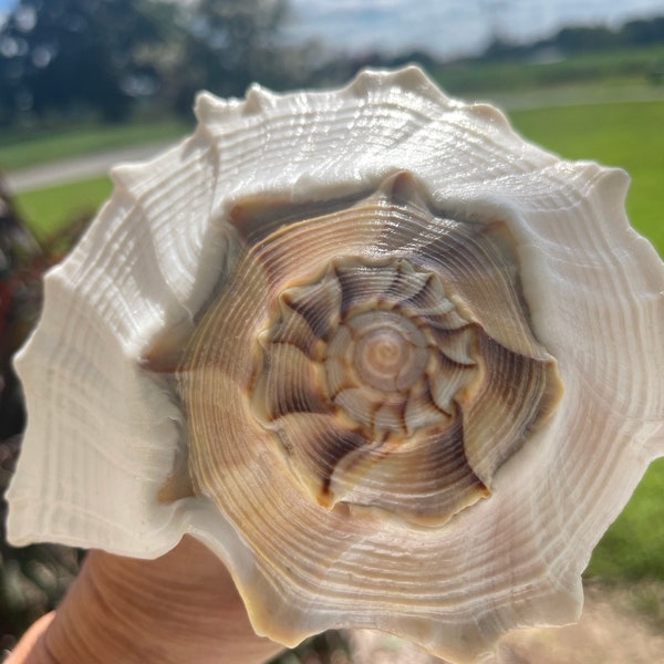 Florida Whelk Shell - Etsy