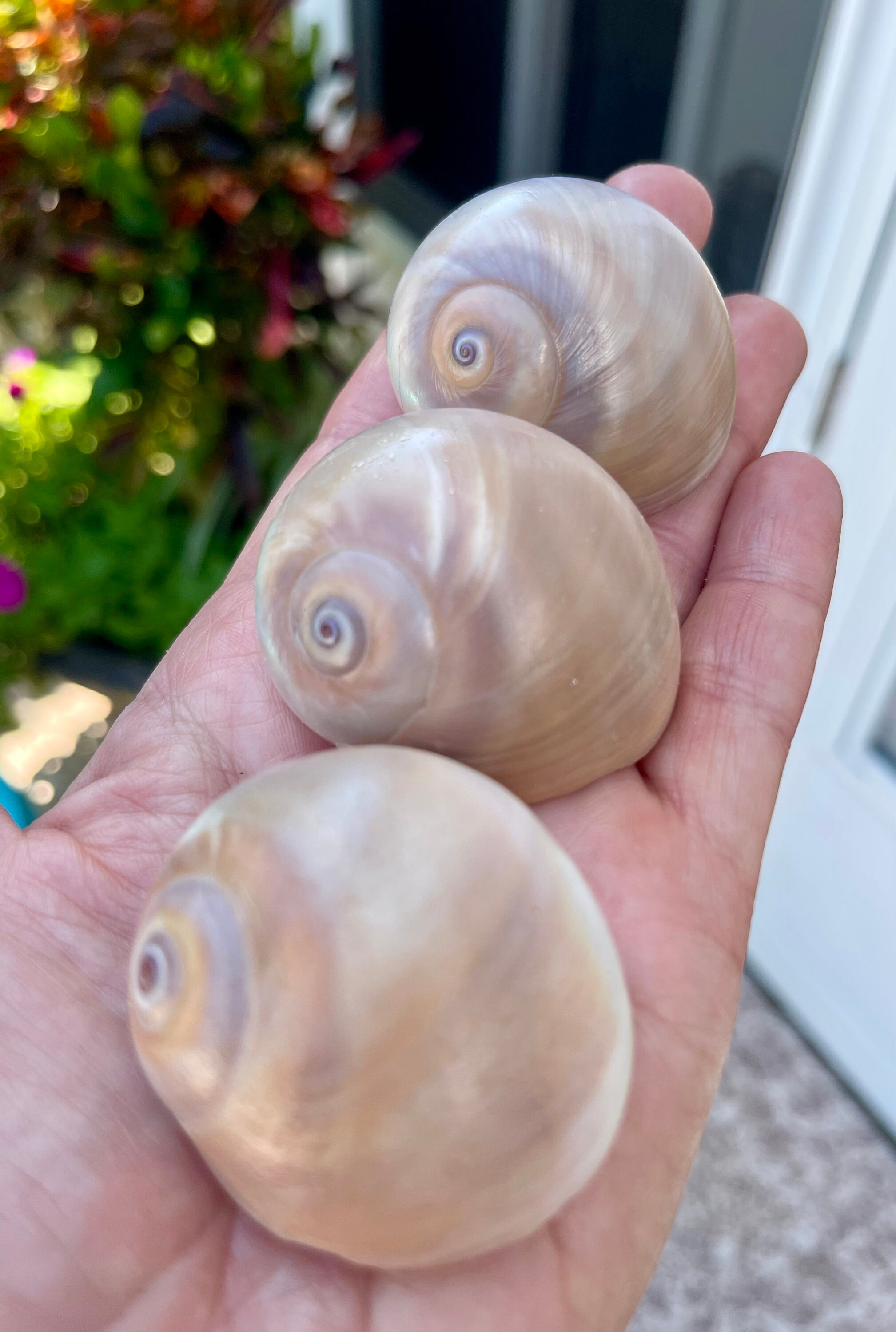 3 Large Florida Moon-snails shark Eye - Etsy