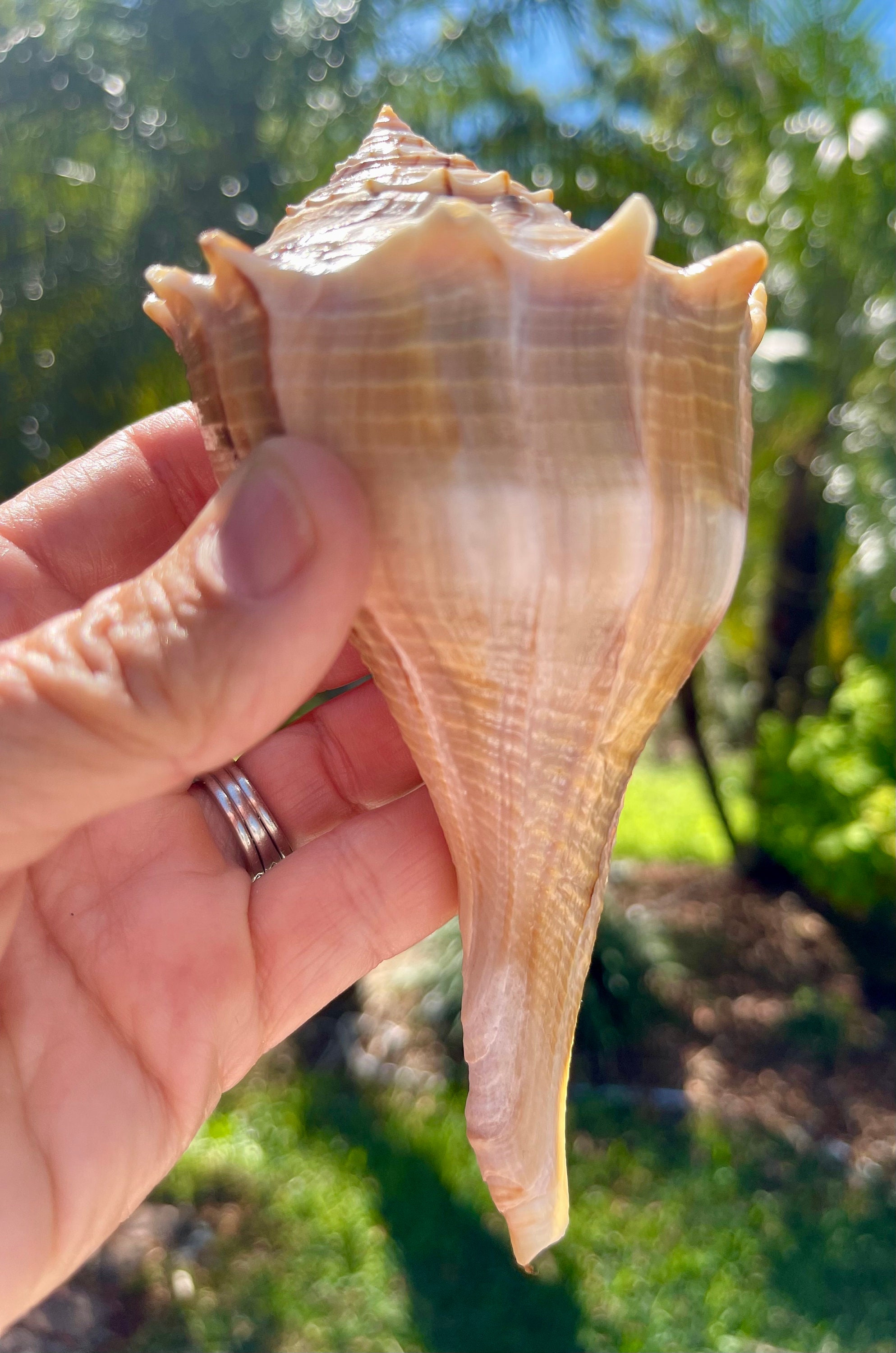 6 Inch Florida Lightning Whelk - Etsy