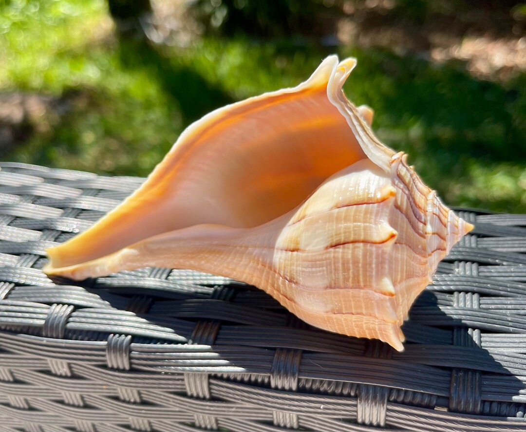 6 Inch Florida Lightning Whelk - Etsy