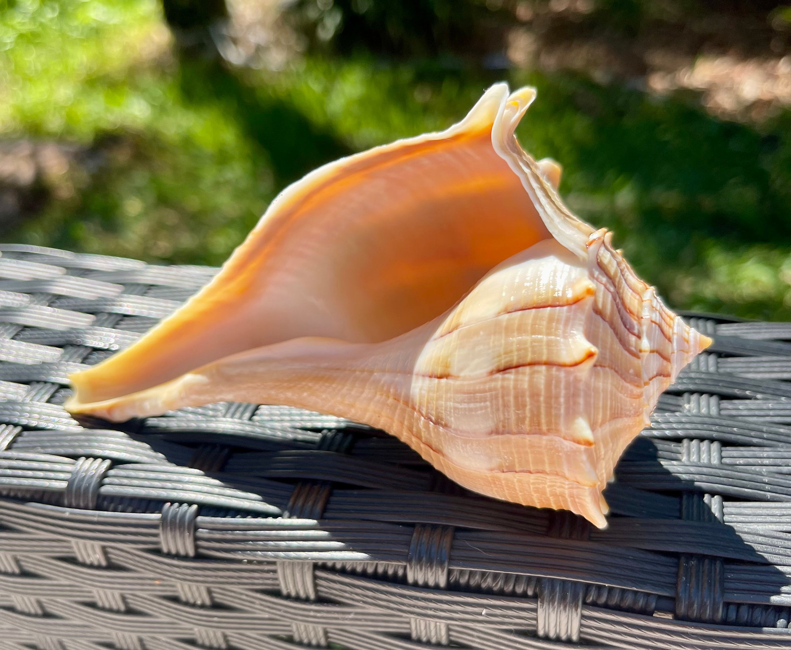 6 Inch Florida Lightning Whelk - Etsy