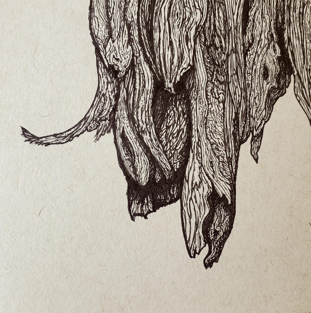 American Elm Tree Bark Original Pen & Ink Drawing - Etsy