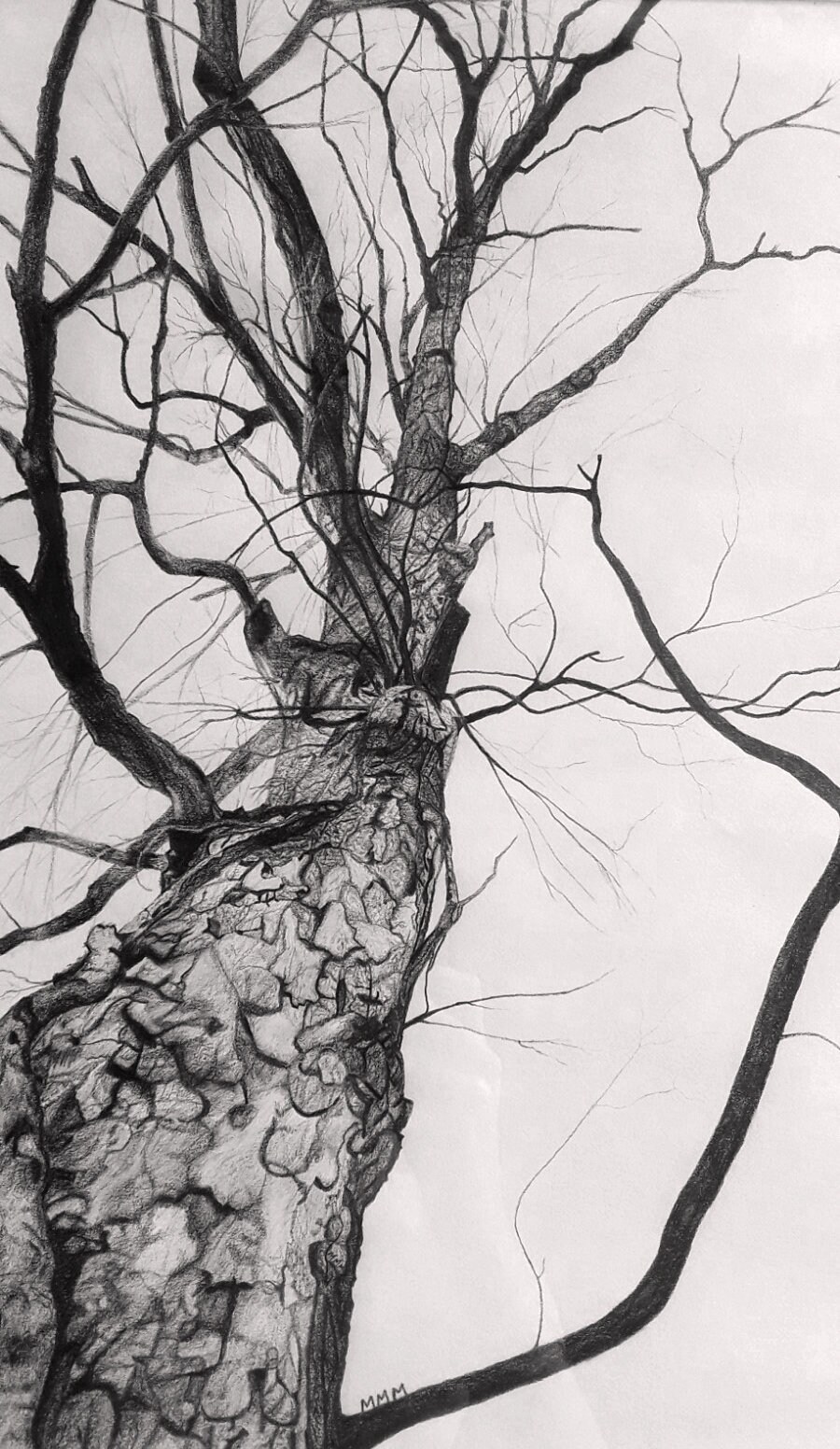 White Oak Tree in Winter Pencil Drawing - Original Artwork - Etsy
