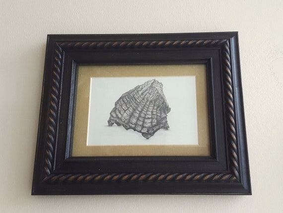 Oyster Shell Fossil Pencil Drawing - Etsy
