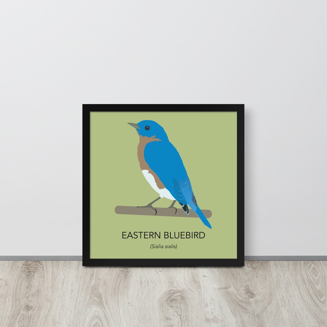 Eastern Bluebird Illustration Print – Minimalist Eastern Bluebird ...