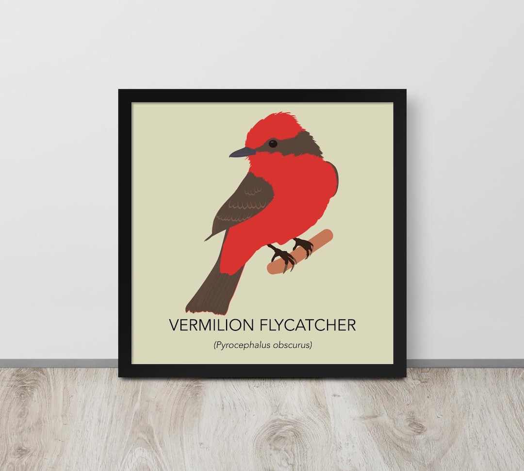 Vermilion Flycatcher Illustration Print – Minimalist Vermilion ...