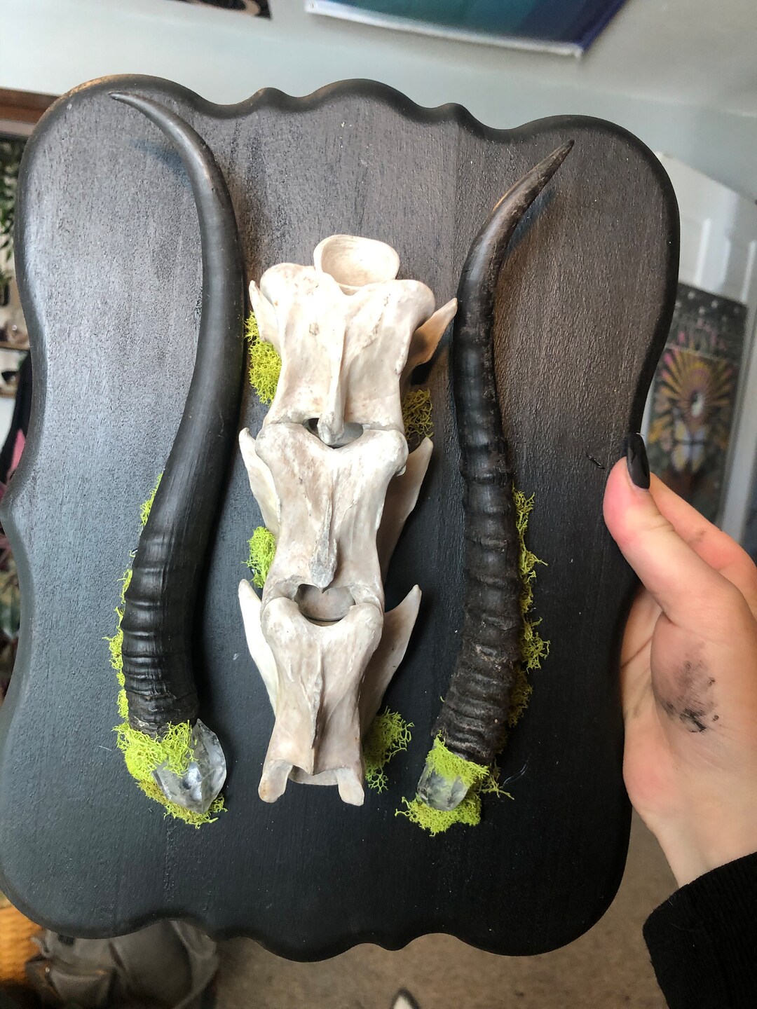 Crystalized Antelope Horns and Vertebrae Wall Mount Oddity - Etsy