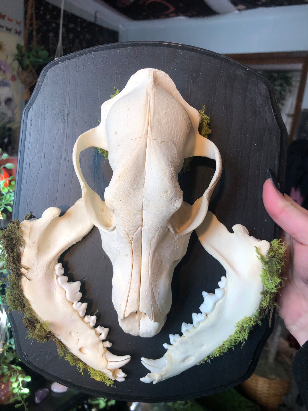 Fox Skull and Jawbone Oddity Wall Mount Taxidermy Gothic Decor - Etsy